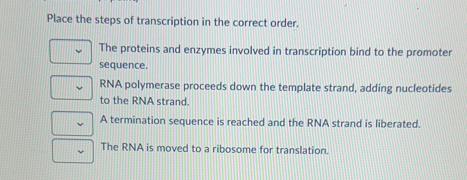 Solved Place the steps of transcription in the correct | Chegg.com