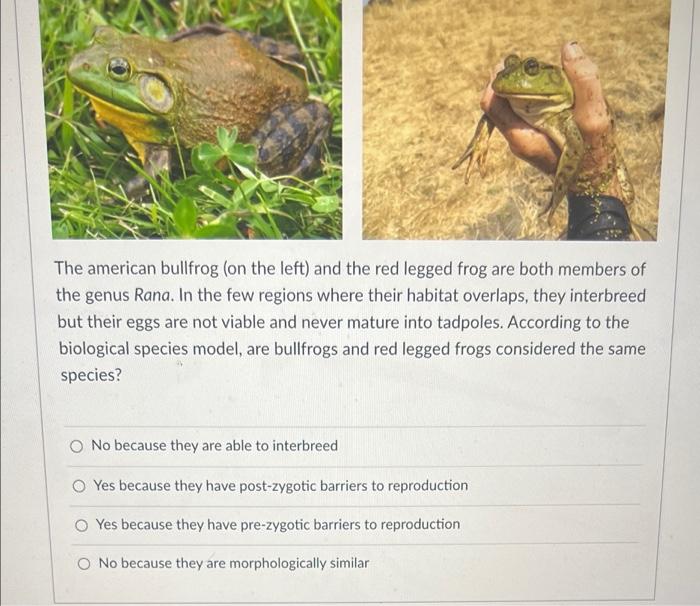 Solved The american bullfrog (on the left) and the red | Chegg.com