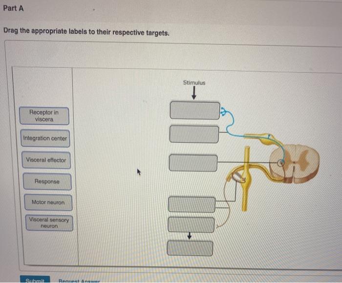 Solved Part A Drag the appropriate labels to their | Chegg.com