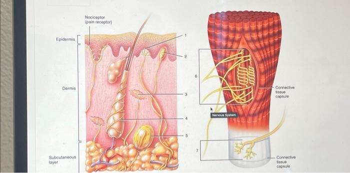 Solved identify the following receptors #1-7 | Chegg.com