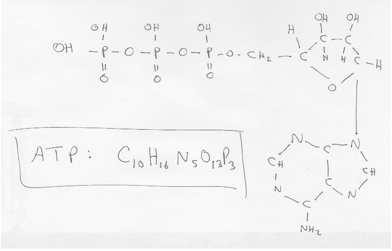 Solved Adenosine triphosphate (ATP) ﻿is a molecule that is | Chegg.com