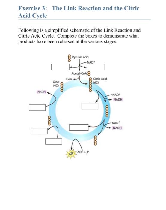 Solved Exercise 3: The Link Reaction and the Citric Acid | Chegg.com