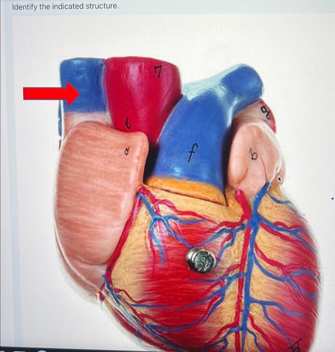 Solved Identify the indicated structure. | Chegg.com
