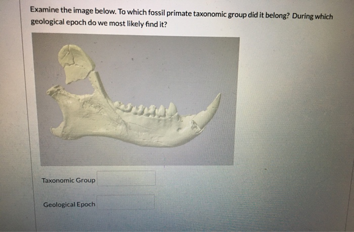 Solved Examine the image below. To which fossil primate | Chegg.com