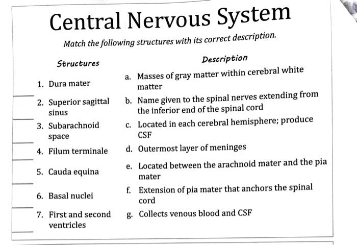 Solved Central Nervous System Match the following structures | Chegg.com