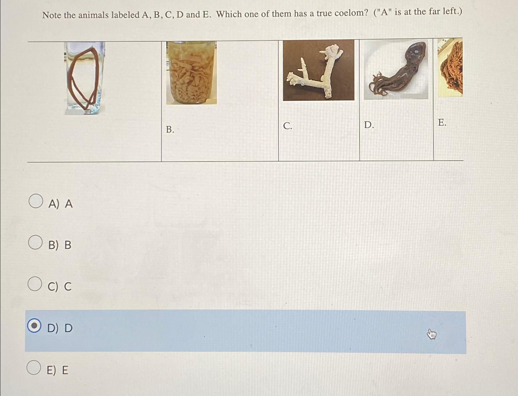 Solved Note the animals labeled A, ﻿B, ﻿C, ﻿D and E. ﻿Which | Chegg.com