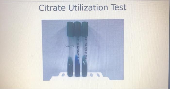 Solved Symbol + TABLE OF RESULTS Rank Interpretation Gus | Chegg.com