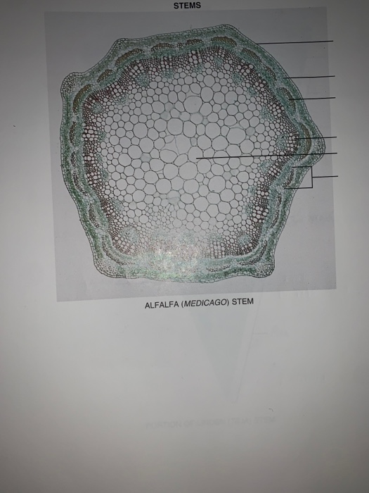 Solved STEMS ALFALFA (MEDICAGO) STEM | Chegg.com