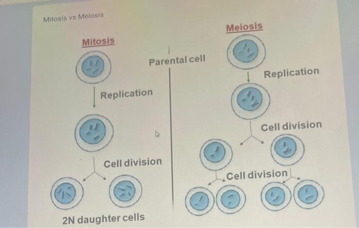 Solved Mitosis vs Melosis Meiosis Mitosis 2 N daughter | Chegg.com
