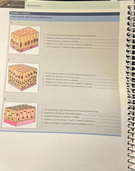 Solved D. 56 CHAPTER 4 Exploring Tissues Exercise 1-cont'd | Chegg.com
