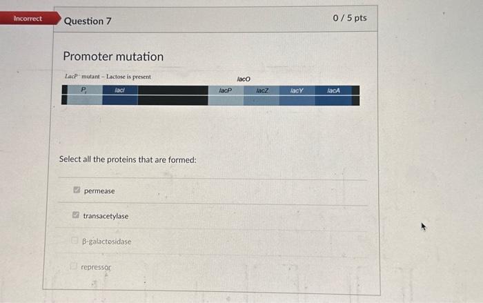 Solved Promoter mutation LacP mutant- Lactose is present | Chegg.com
