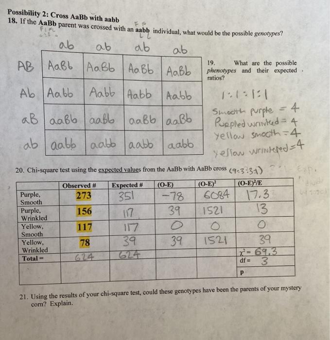 Solved Possibility 2: Cross AaBb with aabb 18. If the AaBb | Chegg.com