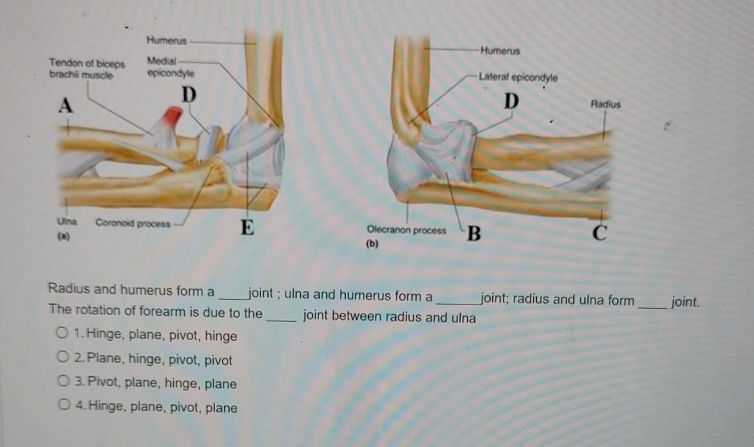 Solved Humerus Humerus Tendon of biceps brachii muscle | Chegg.com