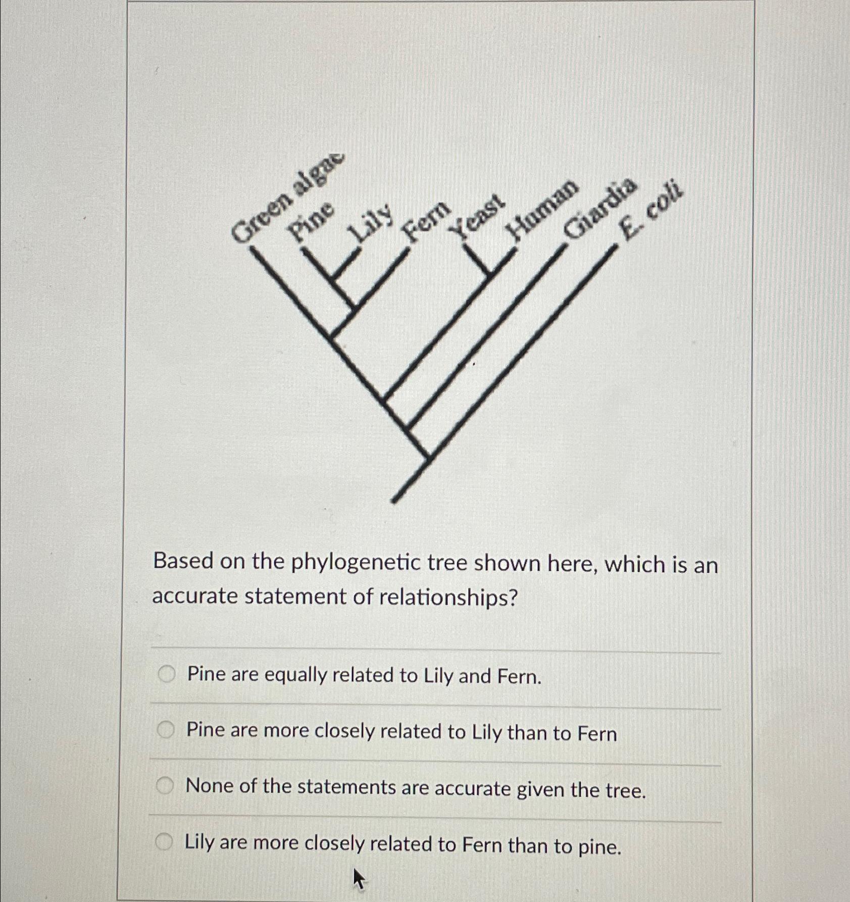 Solved Based on the phylogenetic tree shown here, which is | Chegg.com