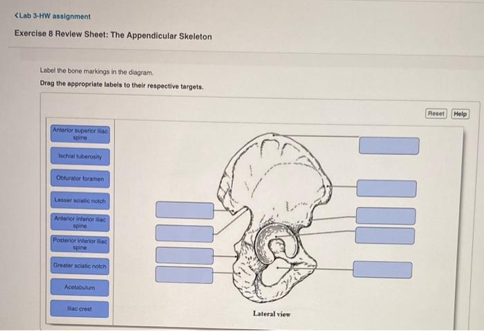 Label the bone markings in the diagram Drag the | Chegg.com