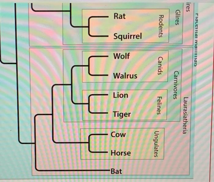 Solved The phylogenetic tree shows a simplified hypothesis | Chegg.com