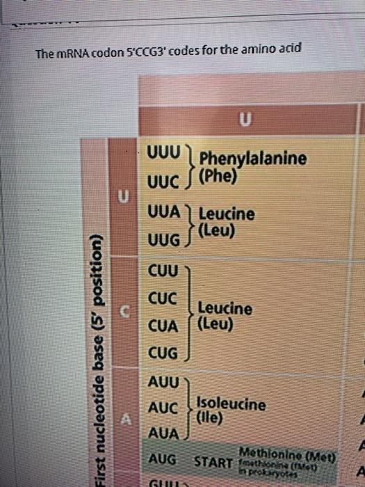 Solved The mRNA codon S'CCG3' codes for the amino acid QUU | Chegg.com