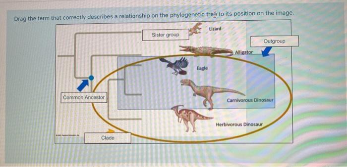 Solved Drag the term that correctly describes a relationship | Chegg.com