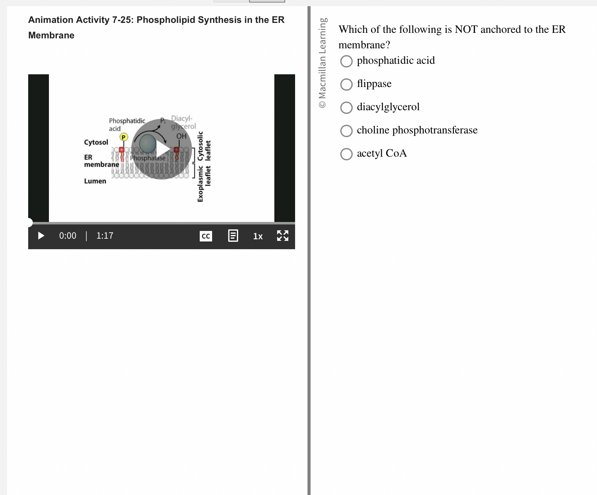 Solved Animation Activity 7-25: Phospholipid Synthesis in | Chegg.com
