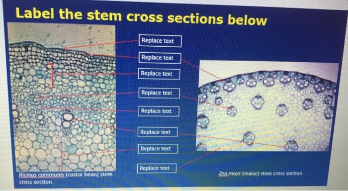 Solved Label the root cross sections below Replace text | Chegg.com