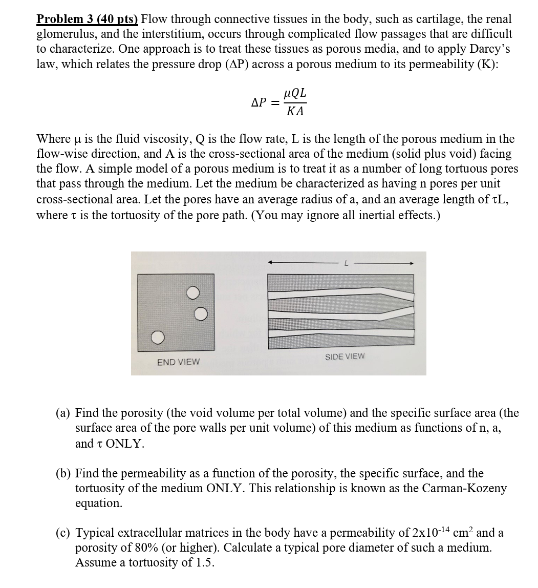Solved Problem 3 (40 ﻿pts) ﻿Flow through connective tissues | Chegg.com