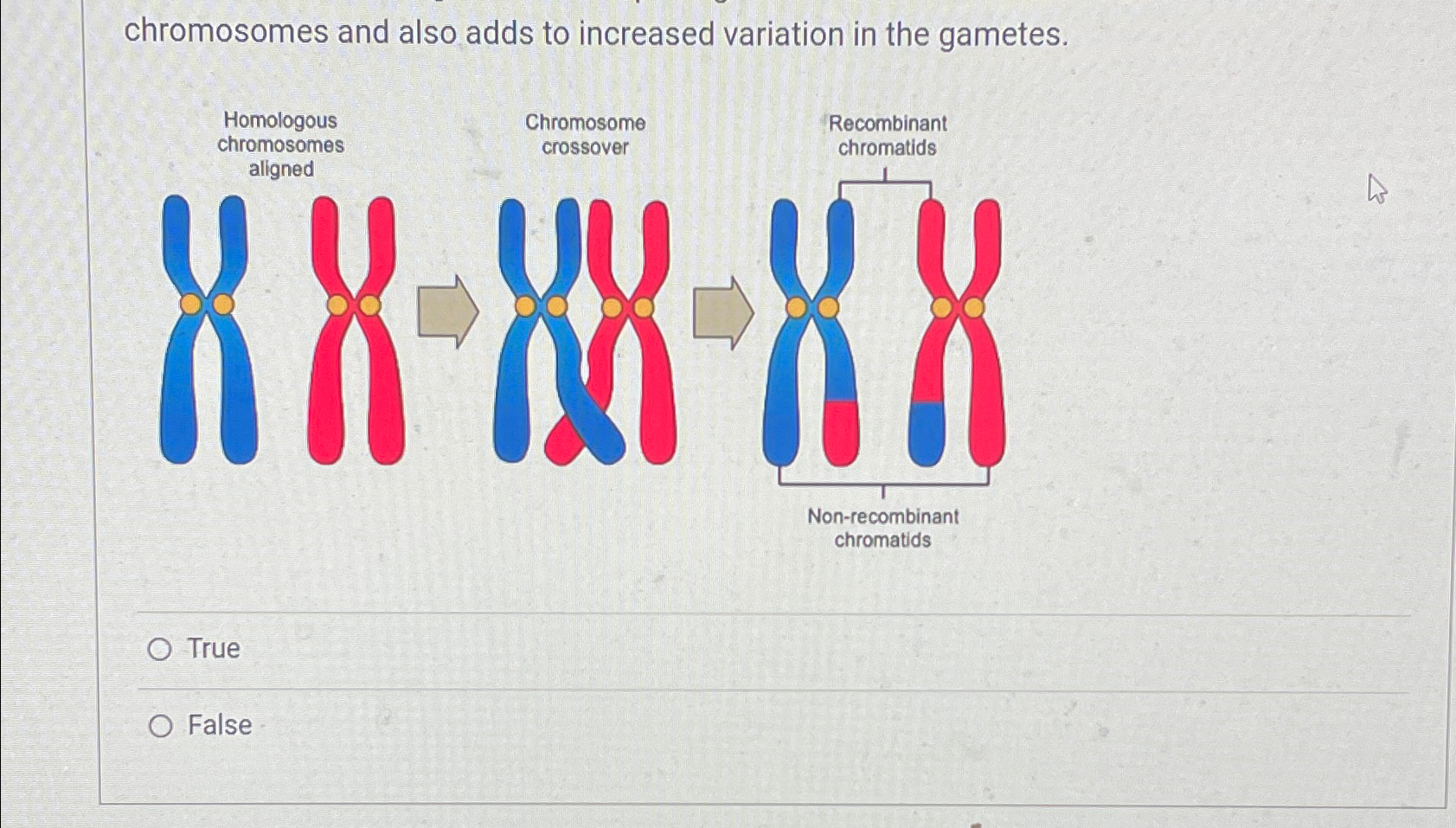 Solved chromosomes and also adds to increased variation in | Chegg.com