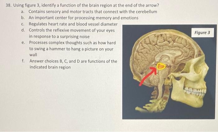 Solved Figure 3 38. Using figure 3, identify a function of | Chegg.com