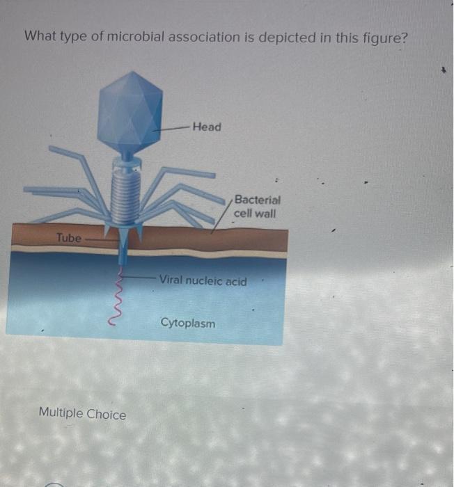 Solved What type of microbial association is depicted in | Chegg.com