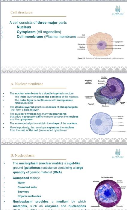 A cell consists of three major parts Nucleus | Chegg.com