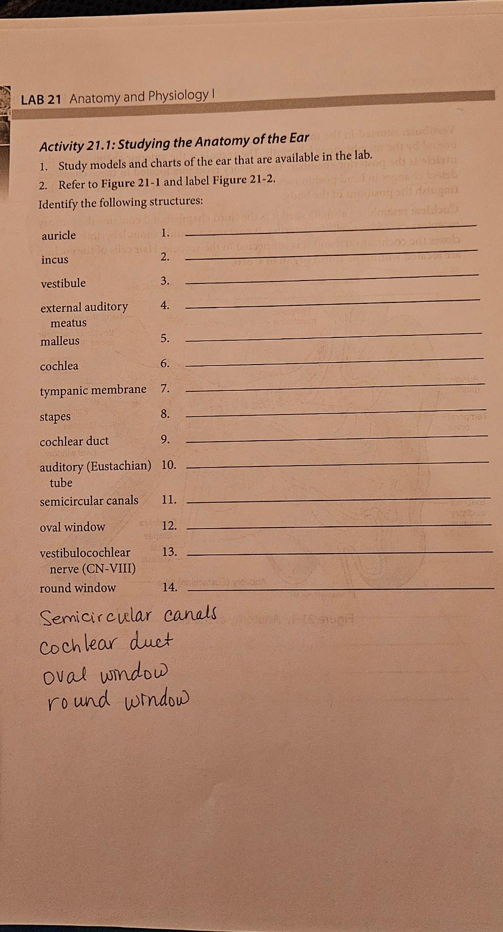 Solved Identify the following structures: auricle incus | Chegg.com