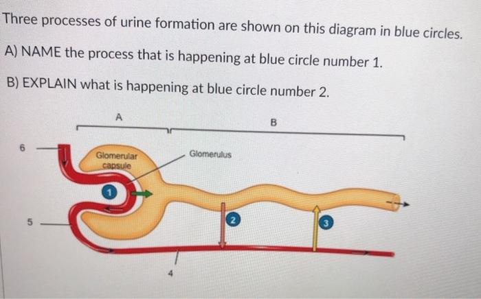 Solved Three processes of urine formation are shown on this | Chegg.com