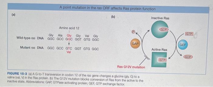 Solved In Figure 15-3 , are there any other single base | Chegg.com