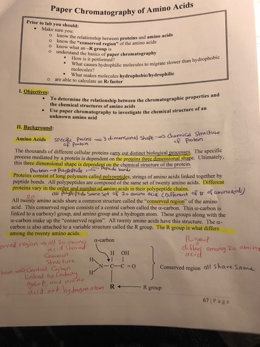 Solved Paper Chromatography hromatography of Amino Acids | Chegg.com