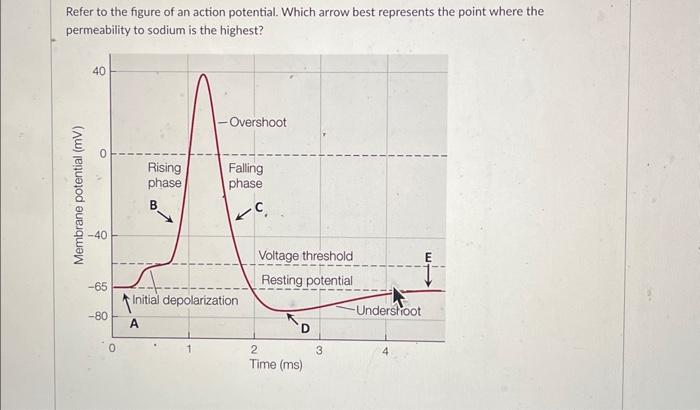 Solved Refer to the figure of an action potential. Which | Chegg.com