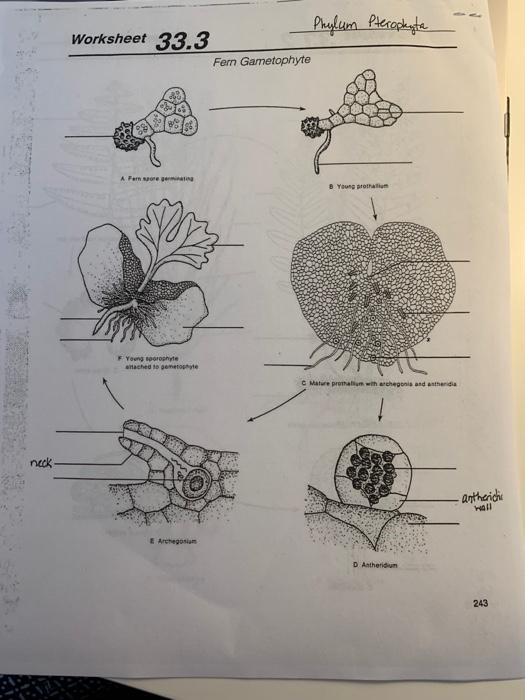 Solved Worksheet 33.3 Phylum Pterophyta Fern Gametophyte A | Chegg.com