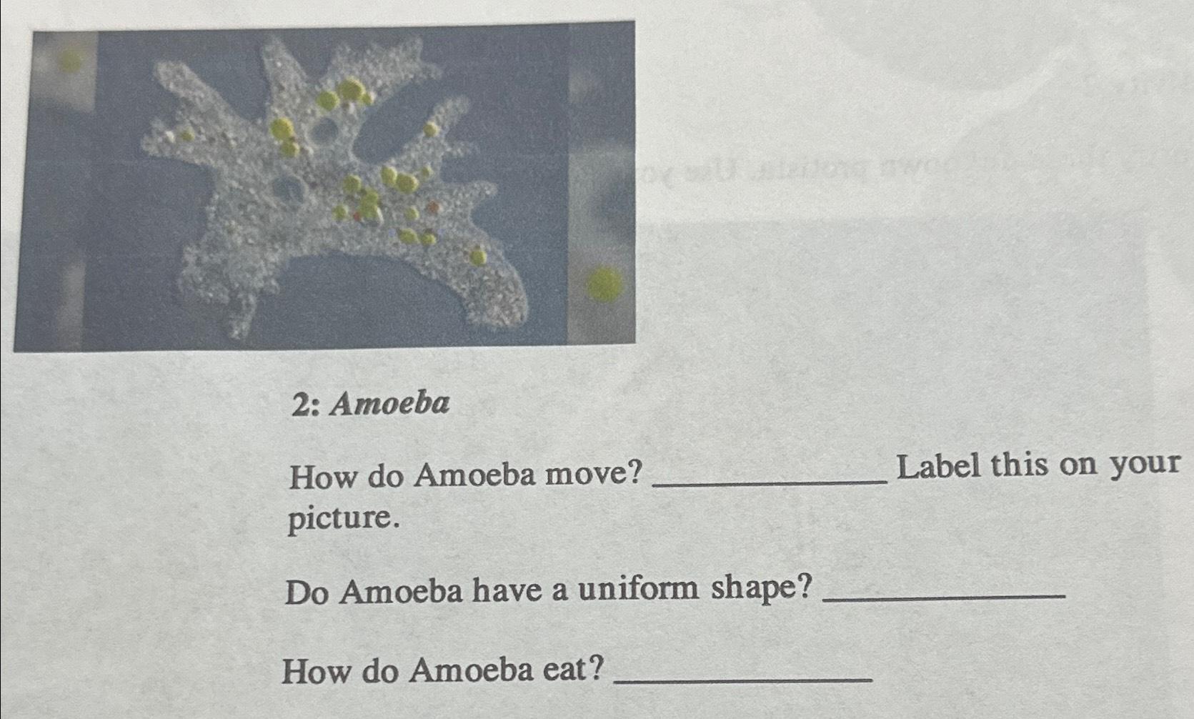 Solved 2: AmoebaHow do Amoeba move? Label this on your | Chegg.com
