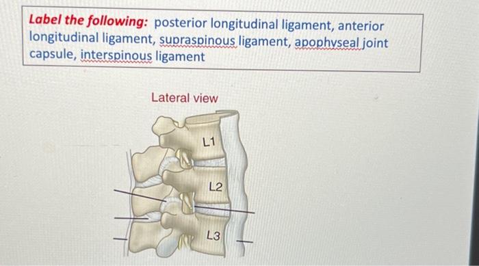 Solved Label the following: posterior longitudinal ligament, | Chegg.com