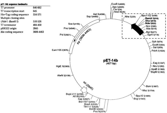 Solved what two restriction enzymes good to use to cut the | Chegg.com