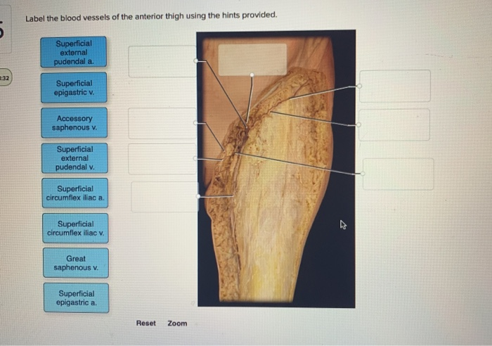 Label the blood vessels of the anterior thigh using | Chegg.com