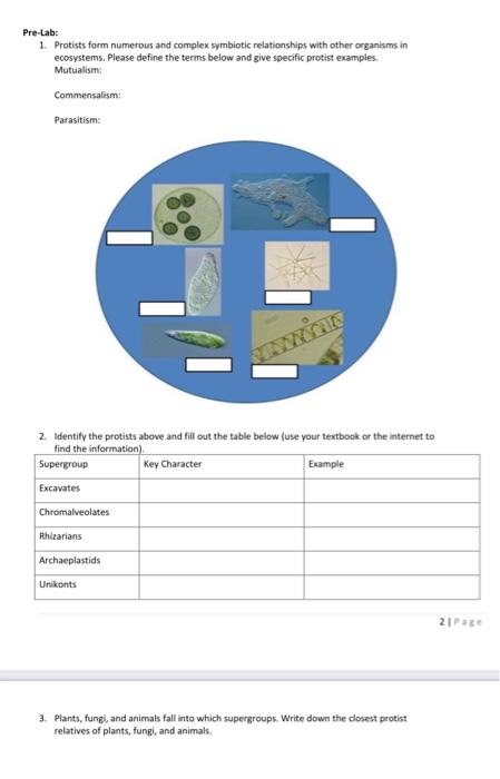 Solved Pre-Lab: 1. Protists form numerous and complex | Chegg.com