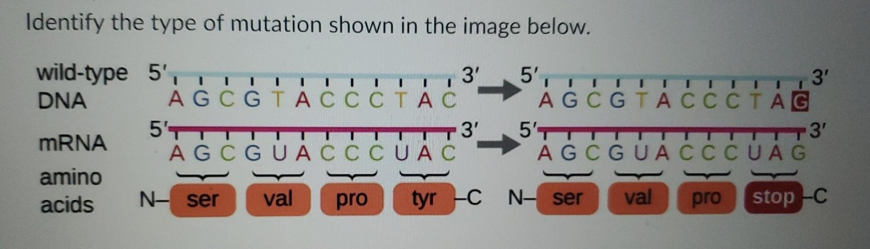 Solved Identify the type of mutation shown in the image | Chegg.com