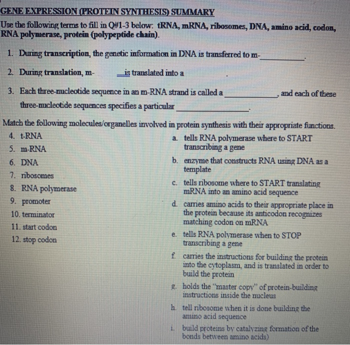 Solved GENE EXPRESSION (PROTEIN SYNTHESIS) SUMMARY Use the | Chegg.com