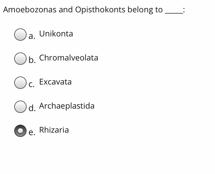 Solved Amoebozonas and Opisthokonts belong to Oa. Unikonta | Chegg.com