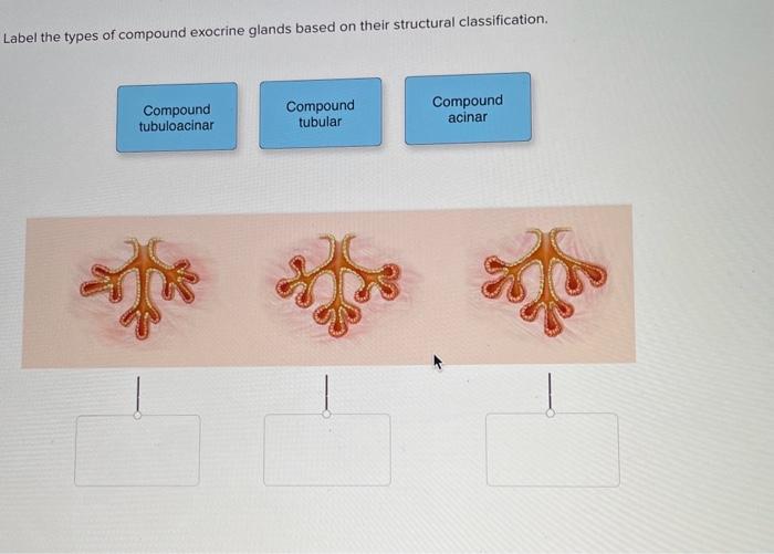 Solved Label the types of compound exocrine glands based on | Chegg.com