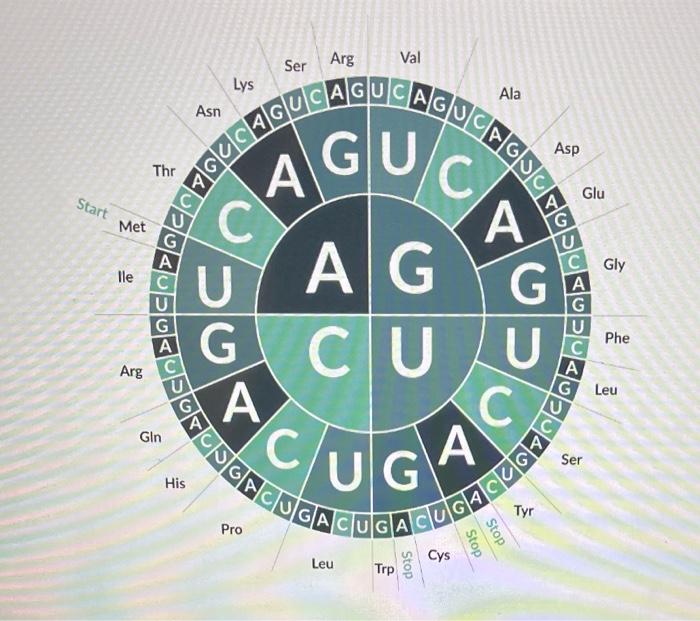Solved 2. Examine the DNA coding strand in Data Table 1 3 | Chegg.com