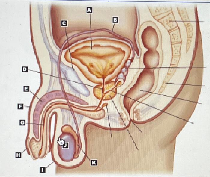 Solved identify each structure | Chegg.com Solved identify each structure | Chegg.com