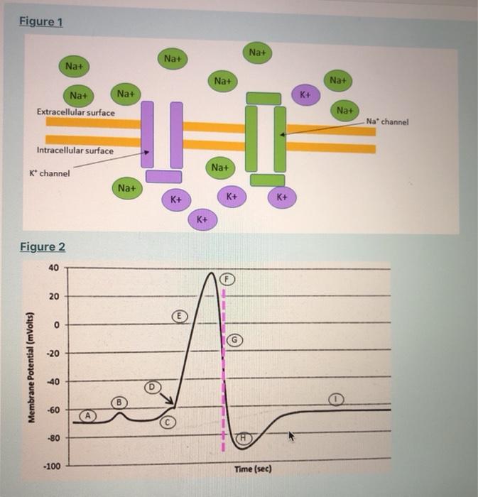 Solved Figure 1 Na+ Na+ Na+ Na+ Nat K+ Na+ Na+ Extracellular | Chegg.com
