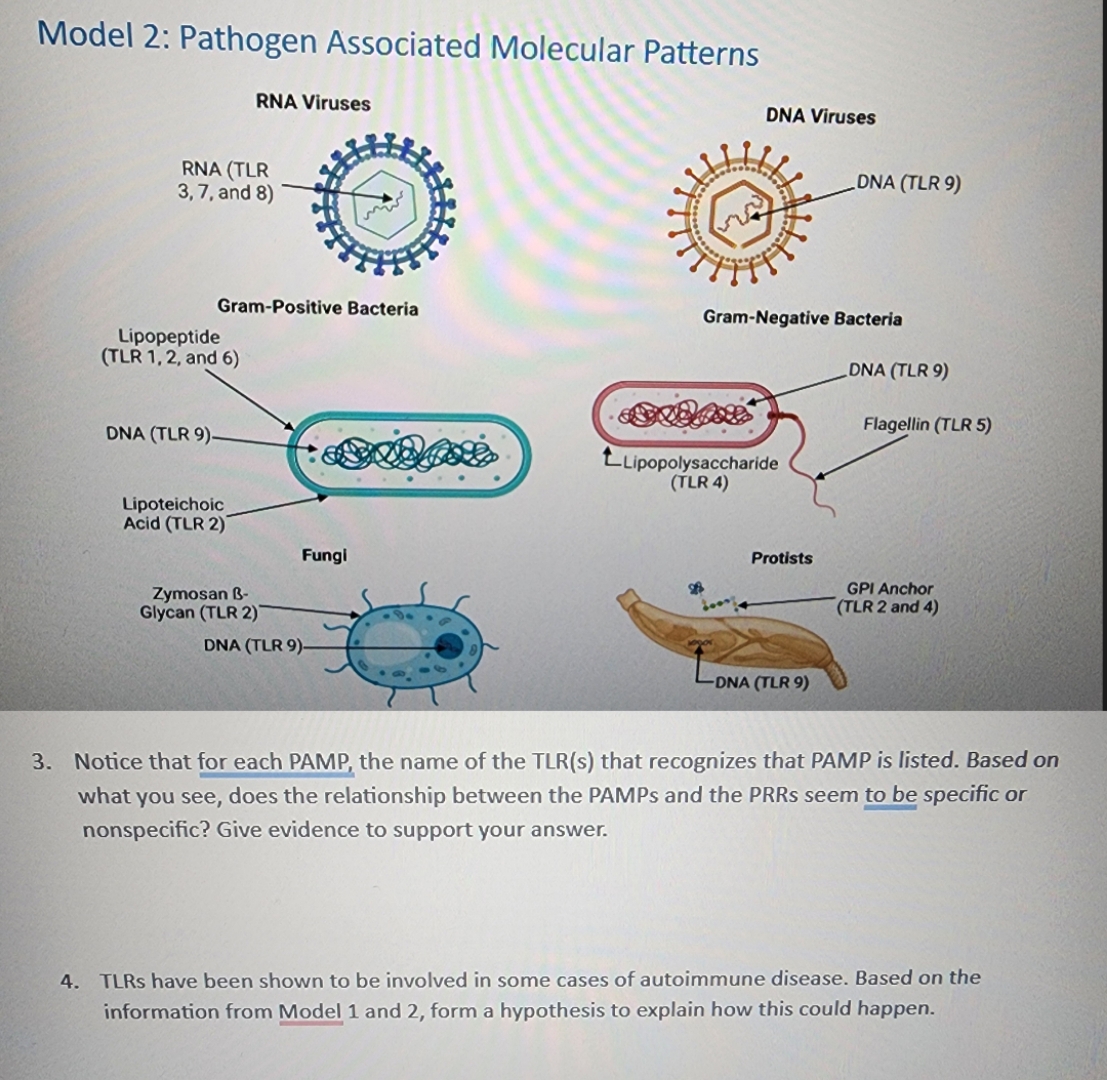 Solved Model 2: Pathogen Associated Molecular Patterns3. | Chegg.com
