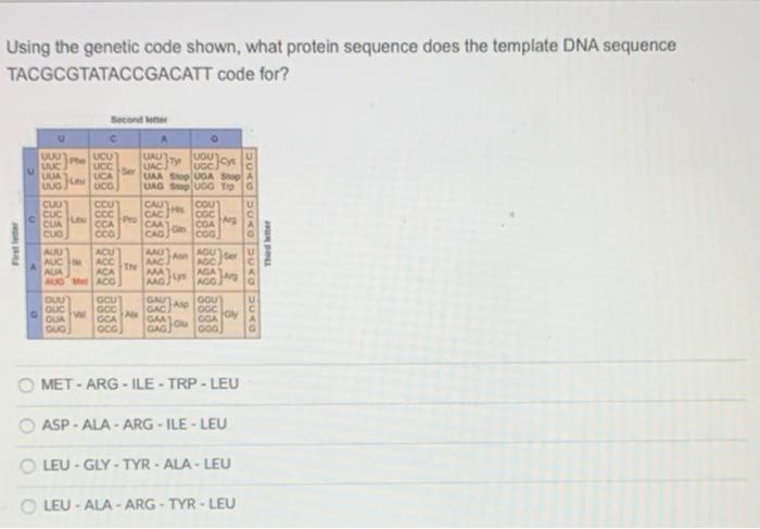 Solved Using the genetic code shown, what protein sequence | Chegg.com