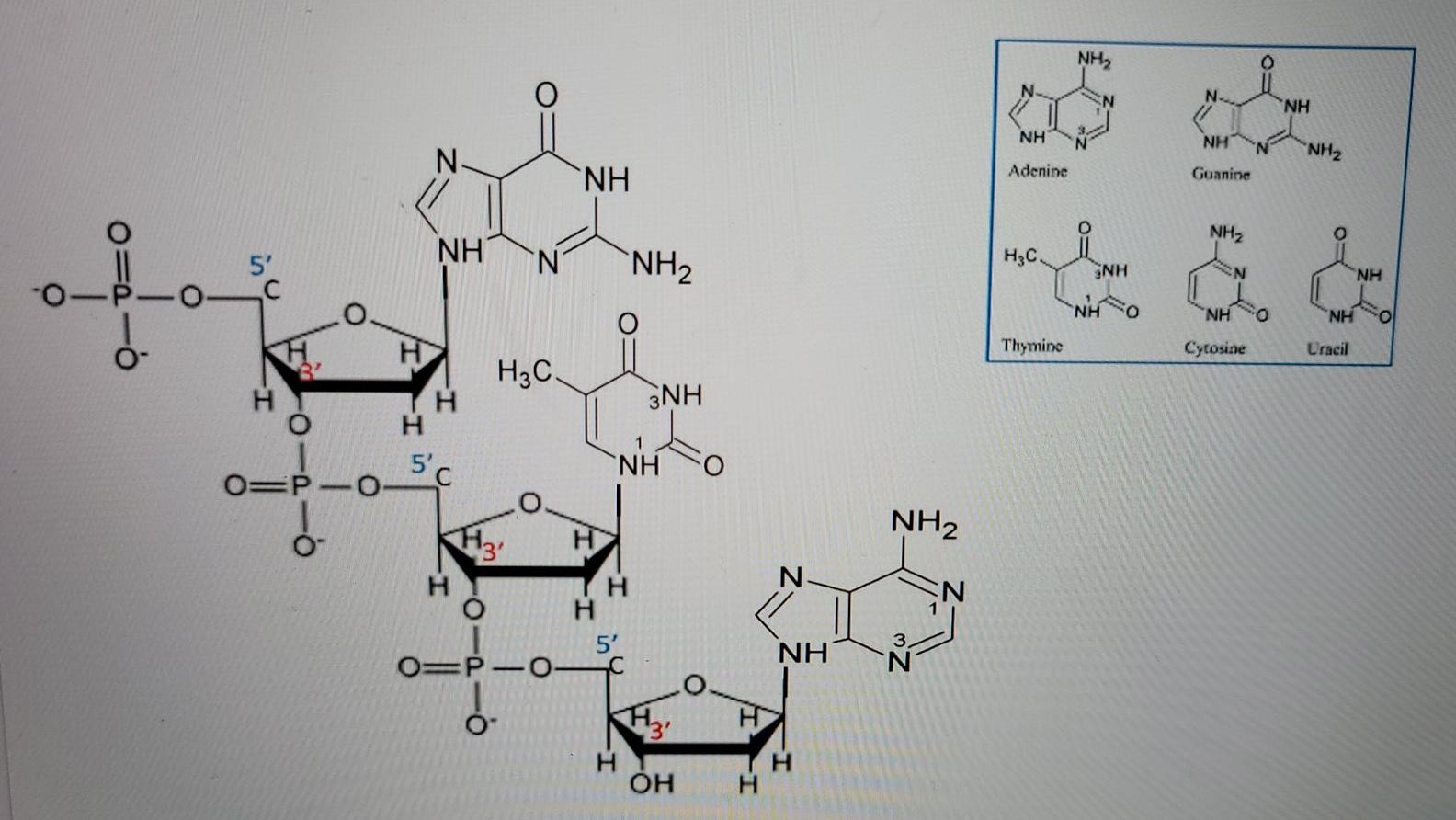 Solved NH2 NH NH NH "NH2 Adenine NH Guanine NH2 NH 5' н,с. | Chegg.com